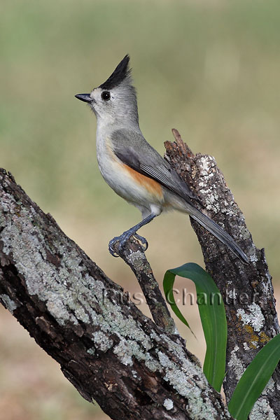 Photo of Black-crested Titmouse - Photography by Russ Chantler
