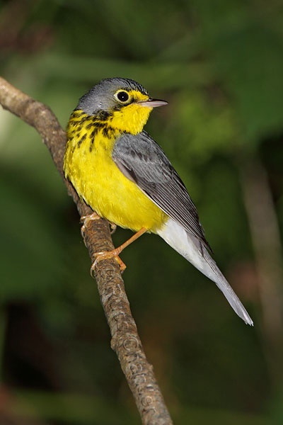 Photo of Canada Warbler - Photography by Russ Chantler